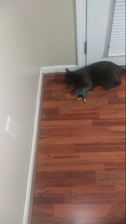 Cat on Katnip Sacred by a BURP! (SILLY CHIILS) - YouTube