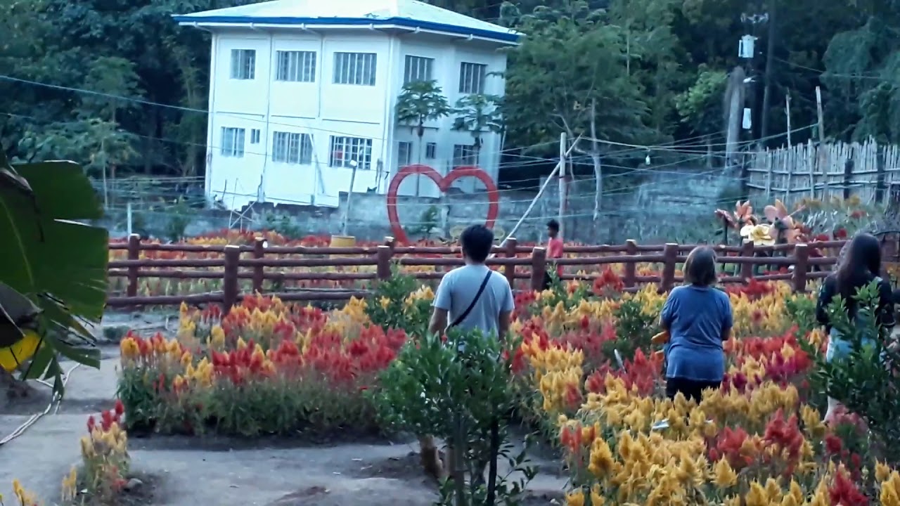 Flower Farm in Baras Rizal - YouTube