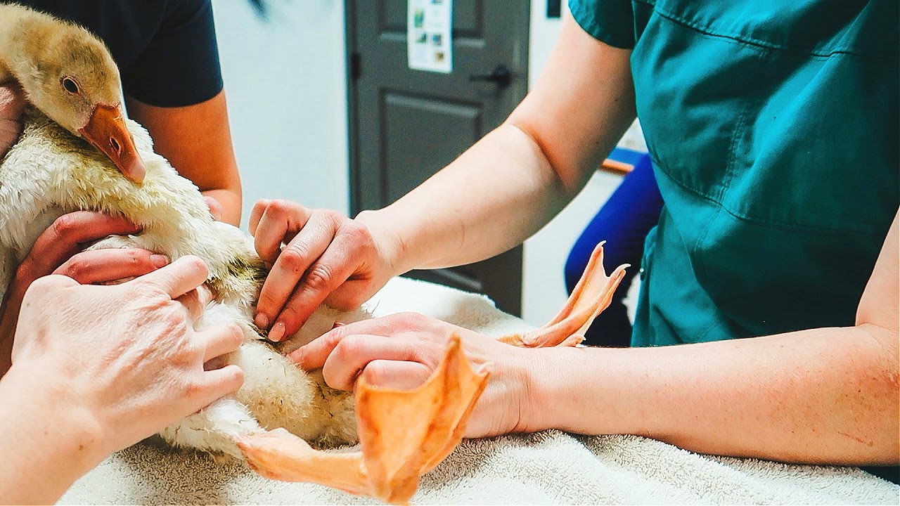 Meatball's Surgery - YouTube