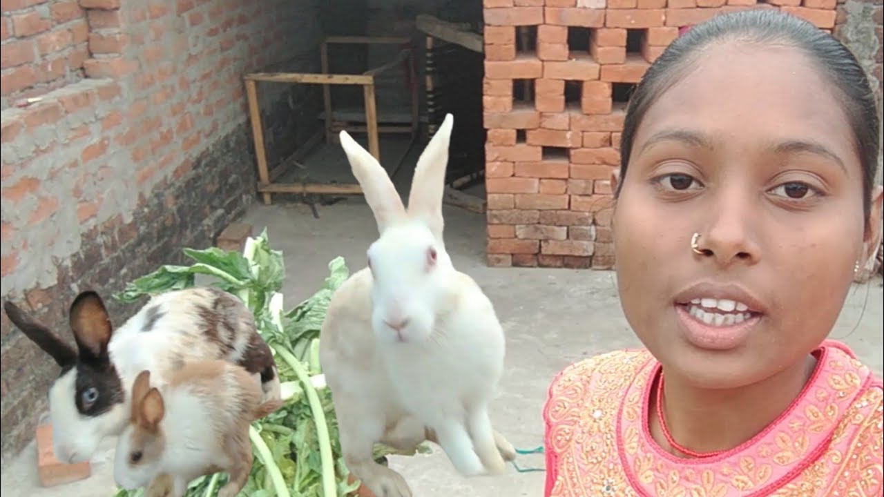 Aaj ham rabbit ko khane me kya kya diye - YouTube