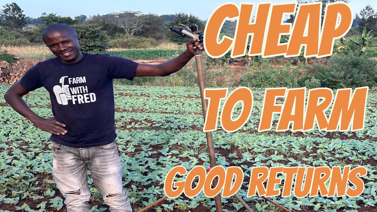 Cheap Crop to Farm with Cheap cost and less labor and earn Good Returns ...