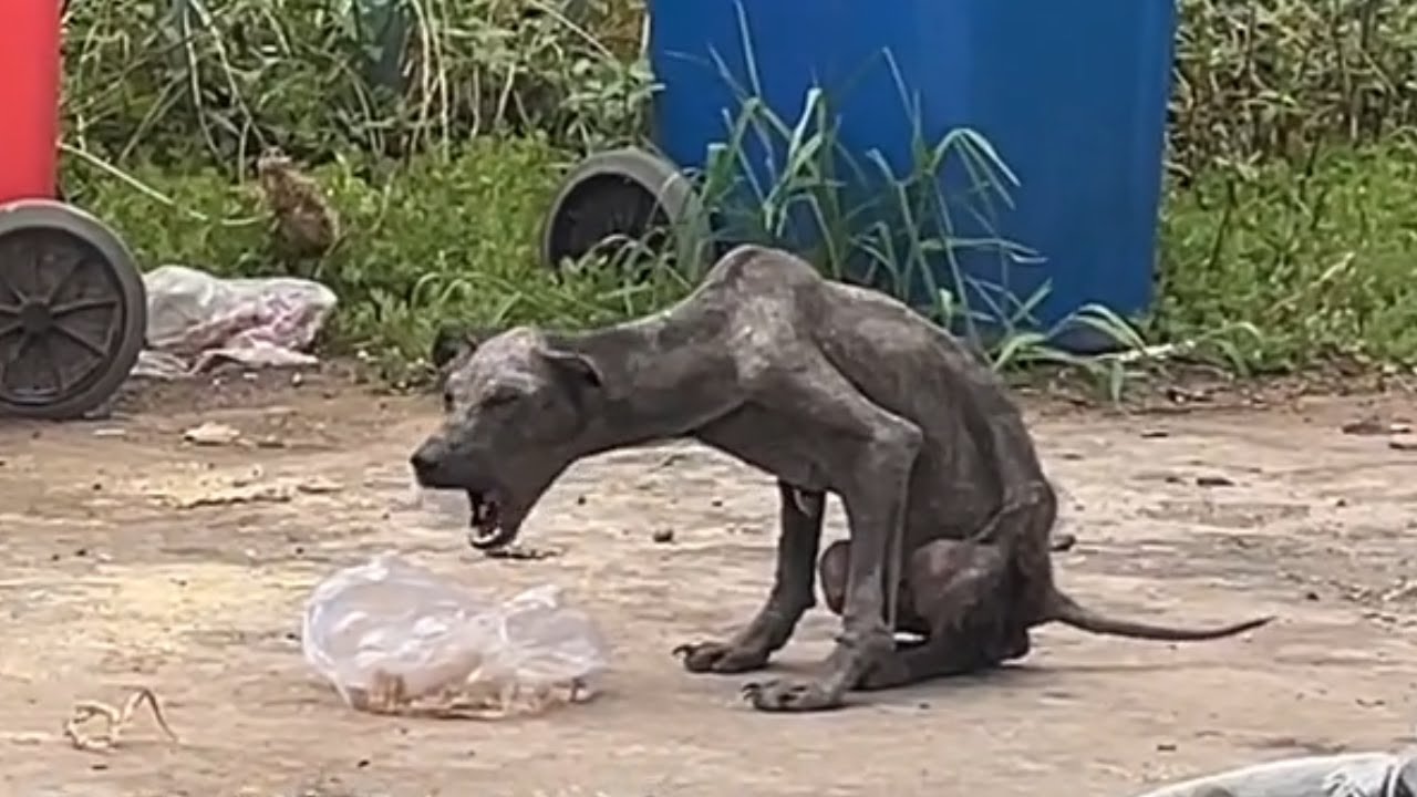 Abandoned & Broken The Heartbreaking Story of a Homeless Dog - YouTube