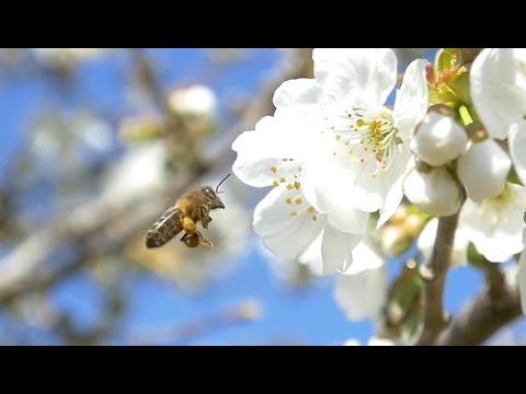 Bees - Slow Motion Panasonic GH4 - YouTube