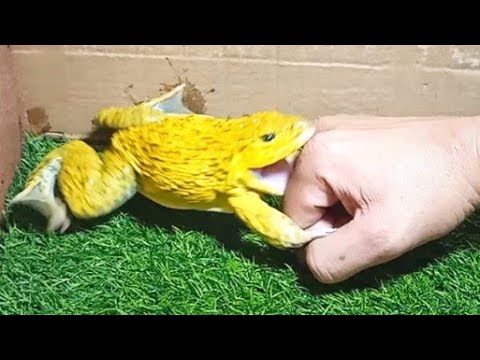 Don’t touch me frog said screaming frog funny frog - YouTube