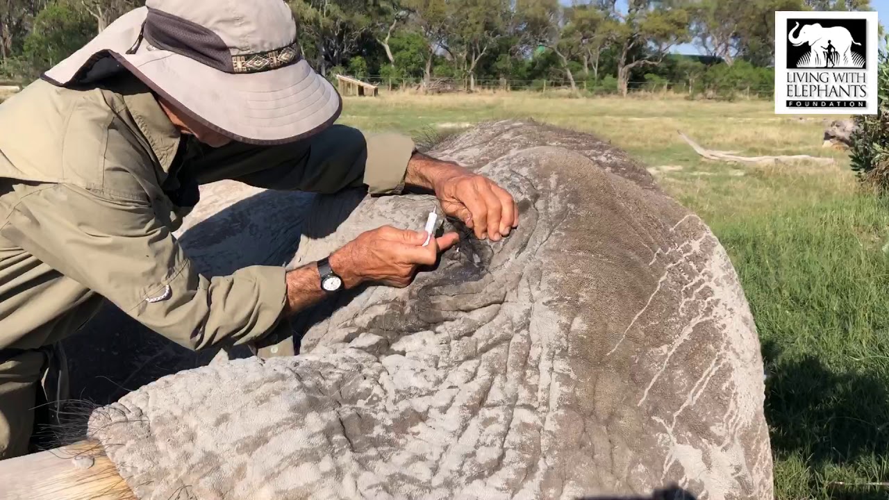Treating Jabu's eye | Living With Elephants - Botswana elephant rescue ...