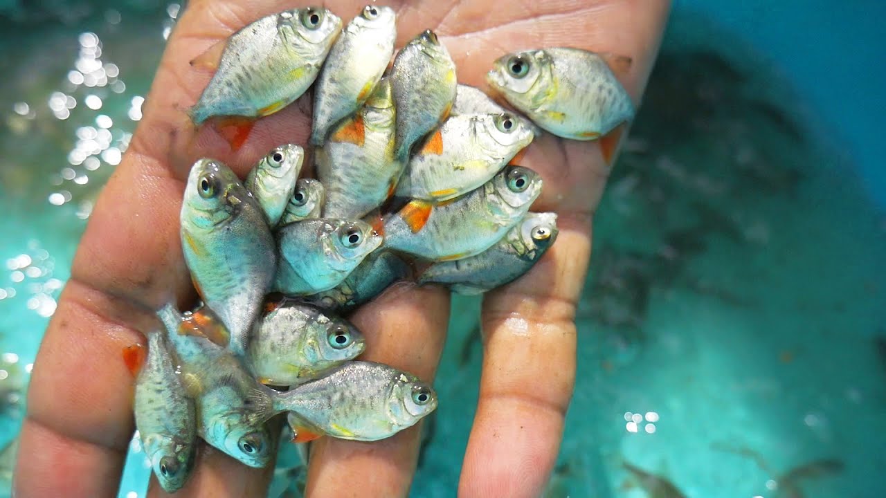 Fish Farming Techniques, Startup Ideas& Fish Seed Price from SS Fish ...