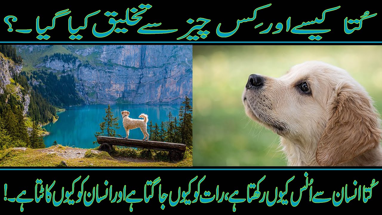 Interesting facts about how a dog was born and why it bites humans ...