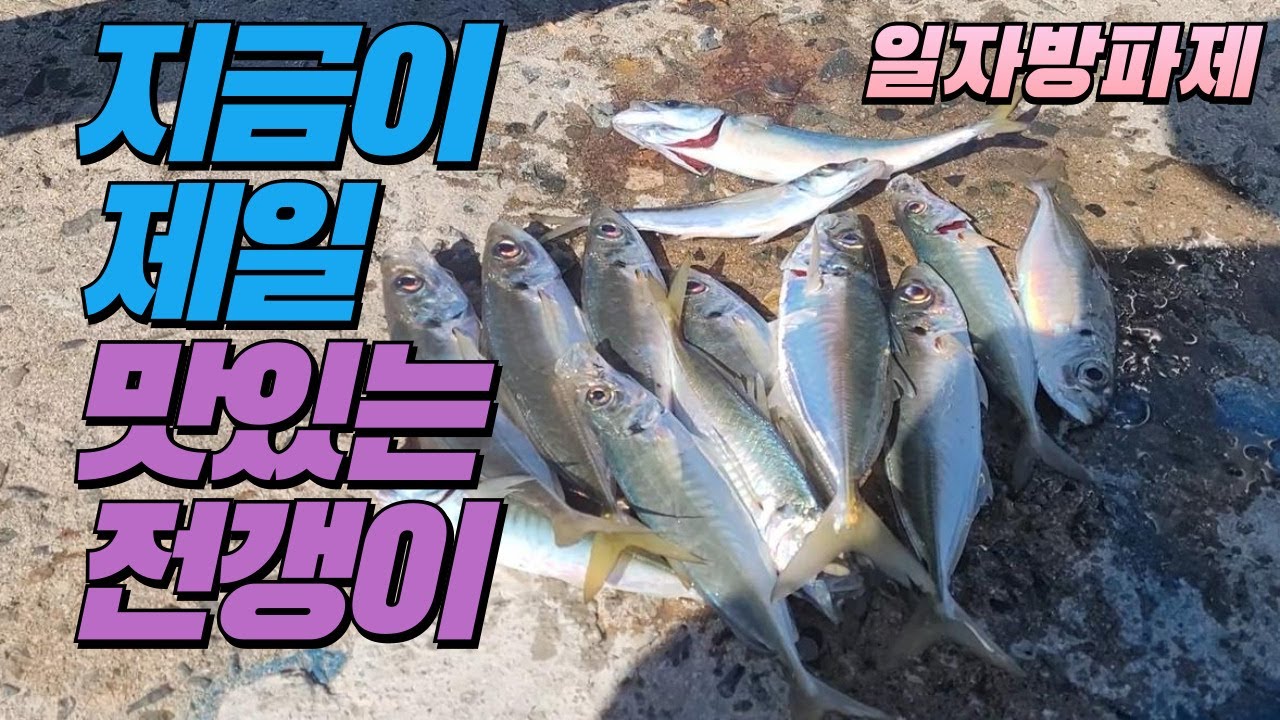 일자방파제 원투낚시 성대 전갱이 카드메탈채비 문어낚시 Ep 지금이 제일 맛있는 전갱이 Youtube