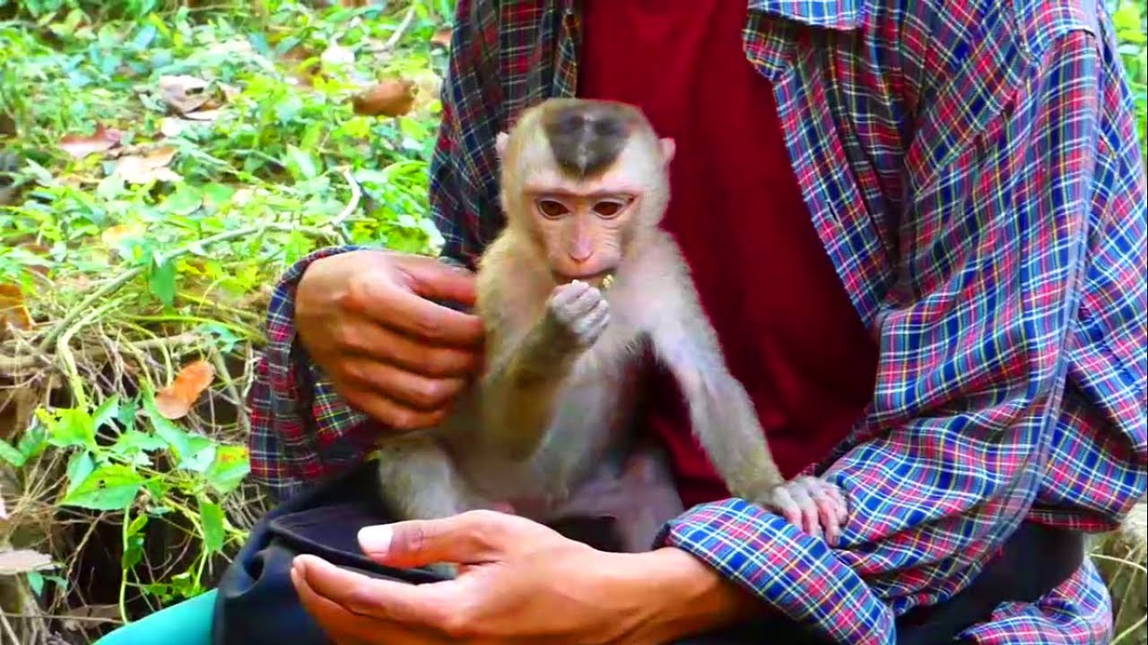 Happiness day adorable monkey Rojo while living with cameraman - YouTube