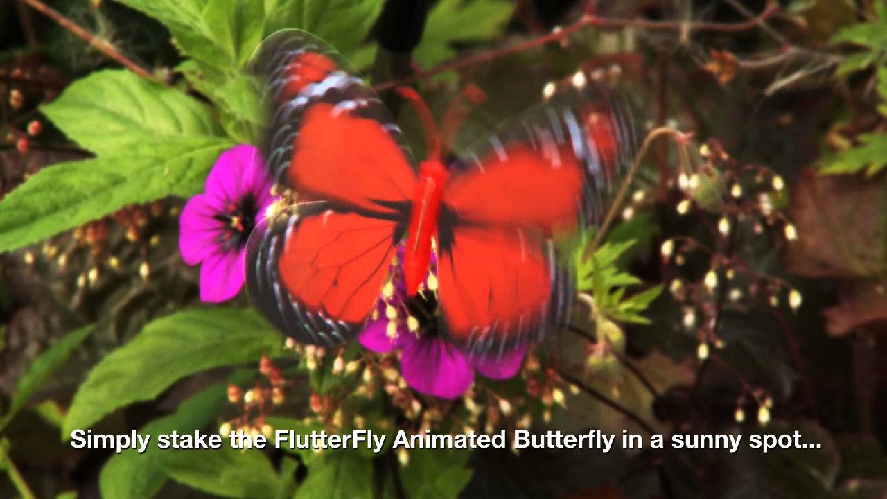 FlutterFly Butterfly - YouTube