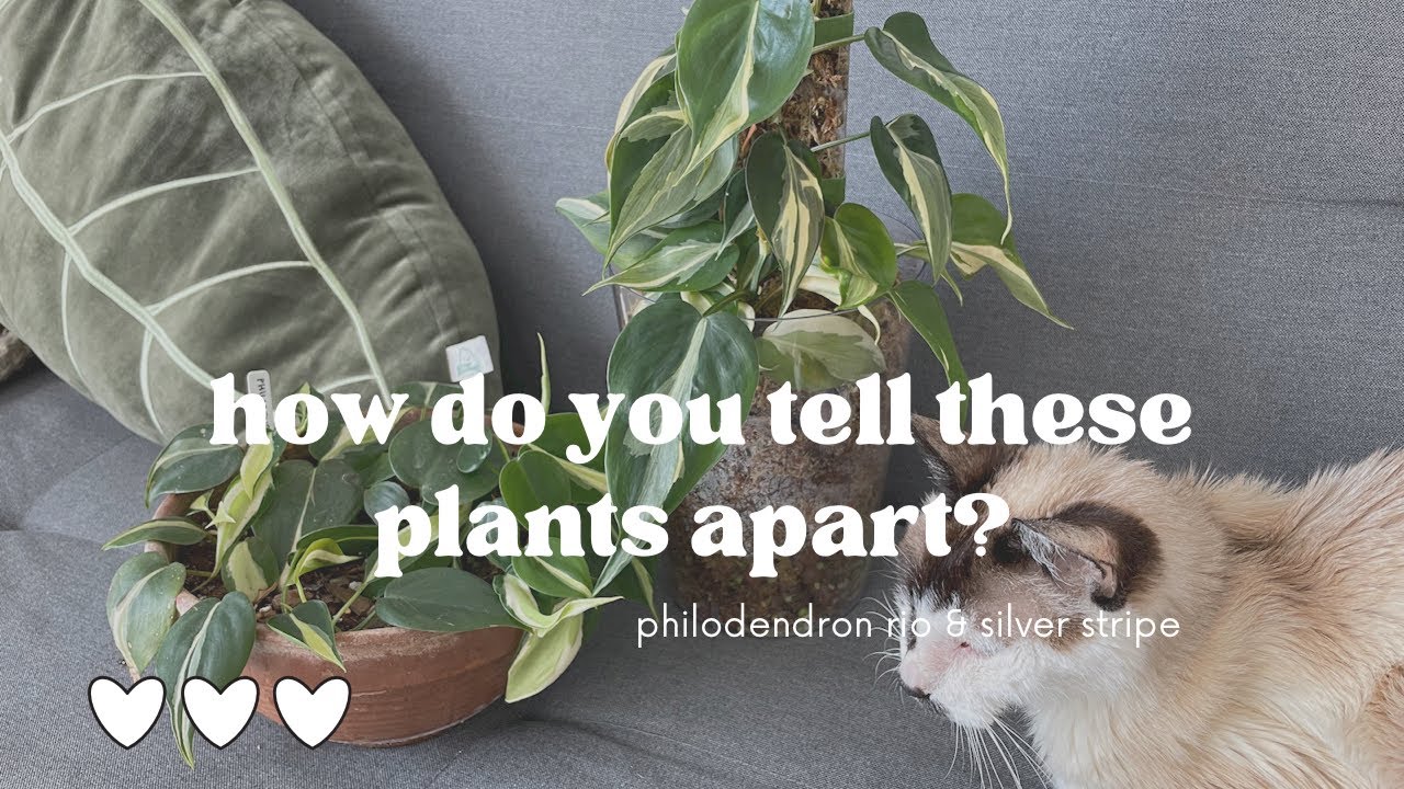 How to Spot the Differences Between Philodendron Rio & Silver Stripe ...