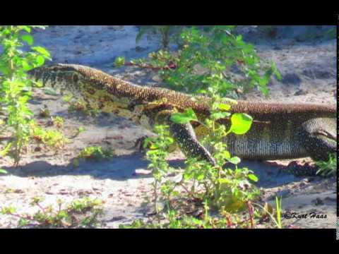 Monitor Lizard - YouTube