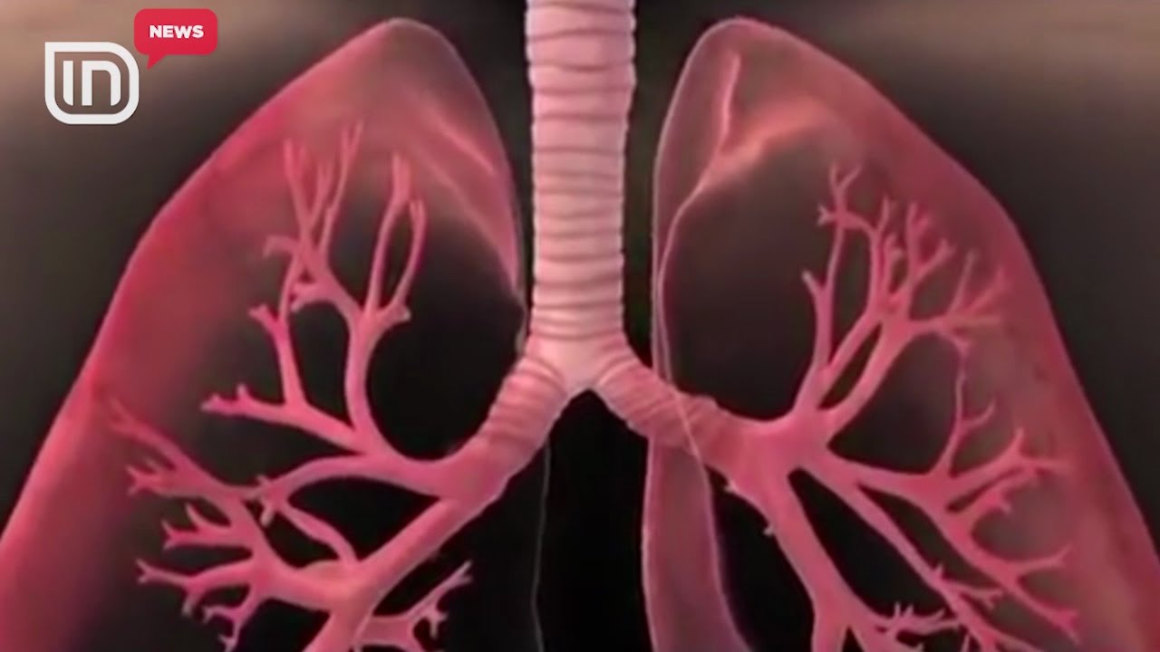 Roli i ri i mushkërive. Zbulohet se ky organ prodhon gjysmën e ...