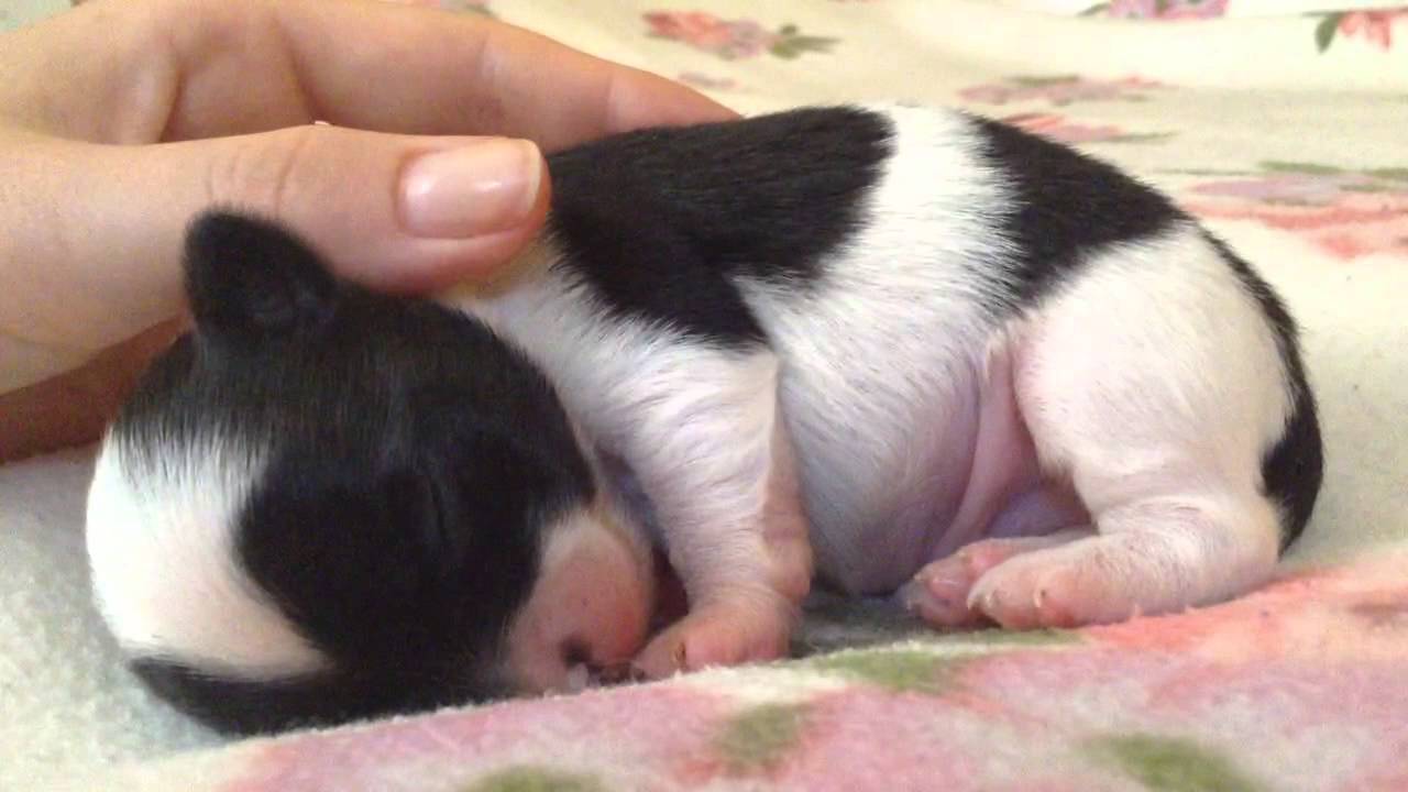 Mottled baby chihuahua is itching - YouTube