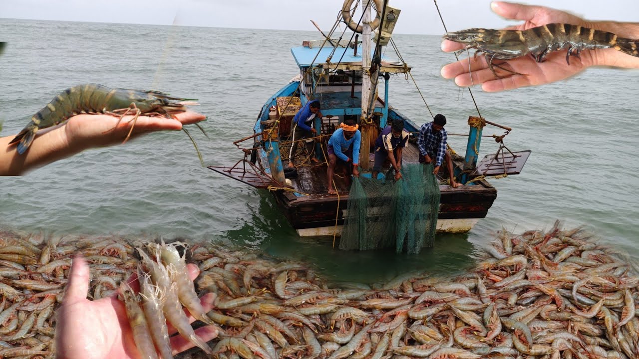 Big Prawns Catching At Sea episode 02 || MATSYA VEERA || - YouTube