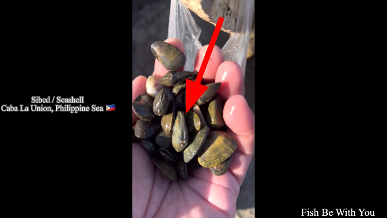 Sibed (in Ilocano)/ Seashell - YouTube