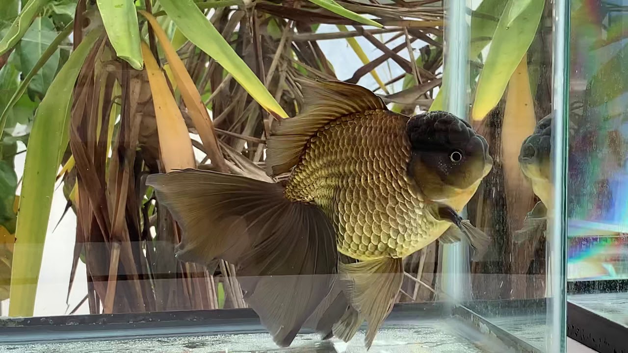 4333 male Bronze Oranda - YouTube