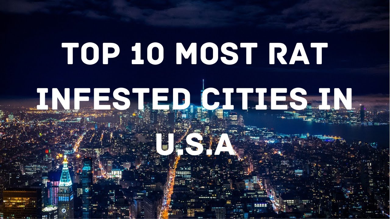 Top 10 Most Rat Infested Cities in U.S.A - YouTube