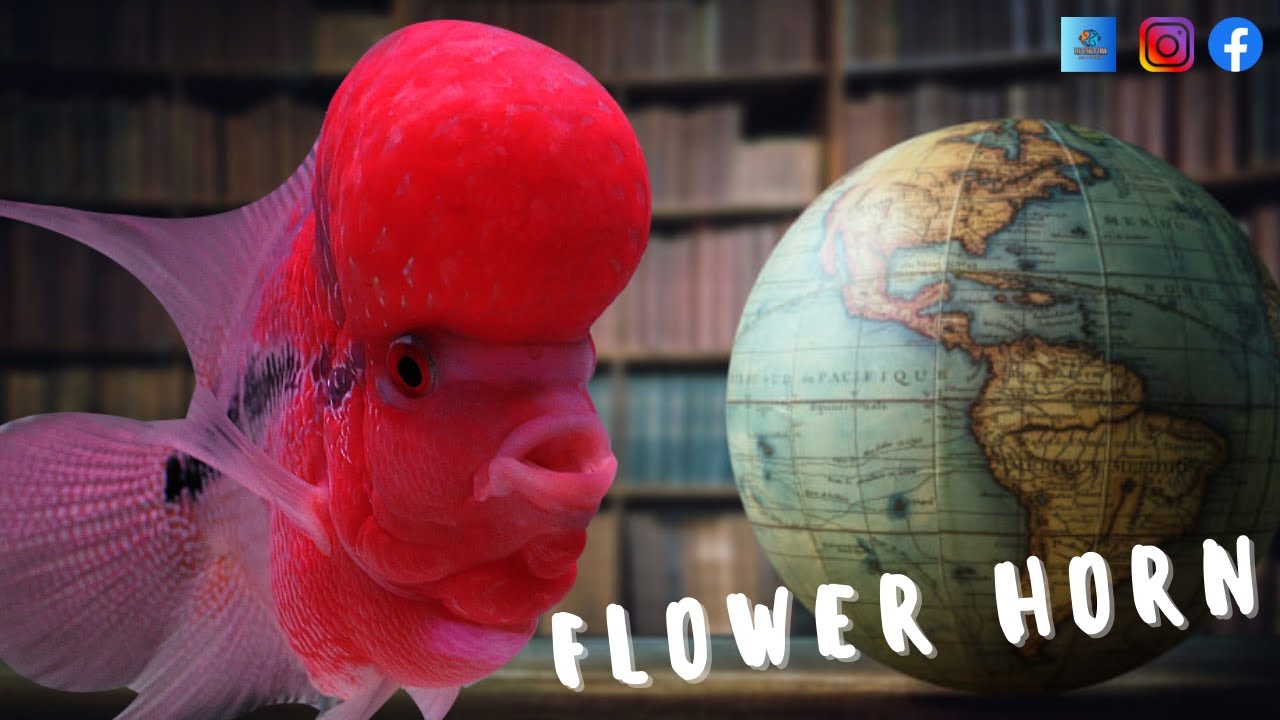La historia del Flower Horn, un pez híbrido !!!!! - YouTube