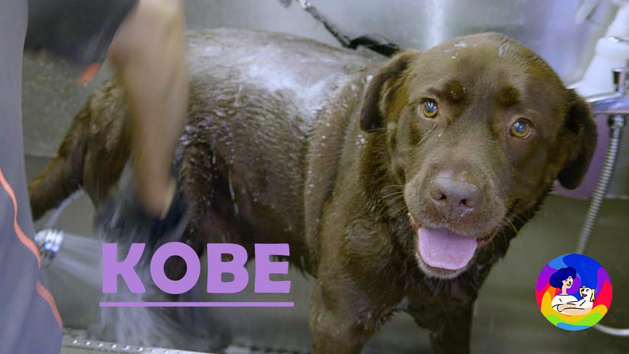 Kobe The Labrador's Transformation At The Dog Groomers! - YouTube