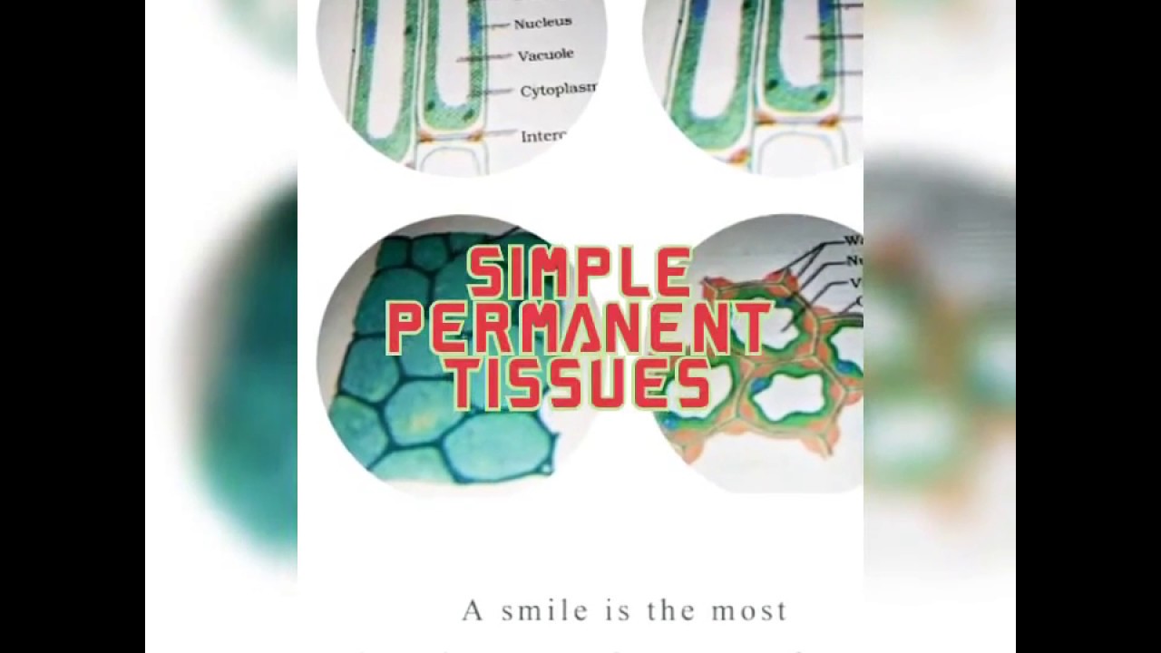 How many types of simple permanent tissue with solved diagram - YouTube