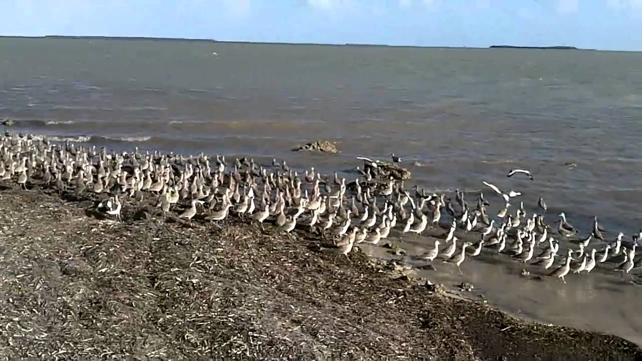 Flock Of Shorebirds On Florida Bay - Everglades National Park, Flamingo ...