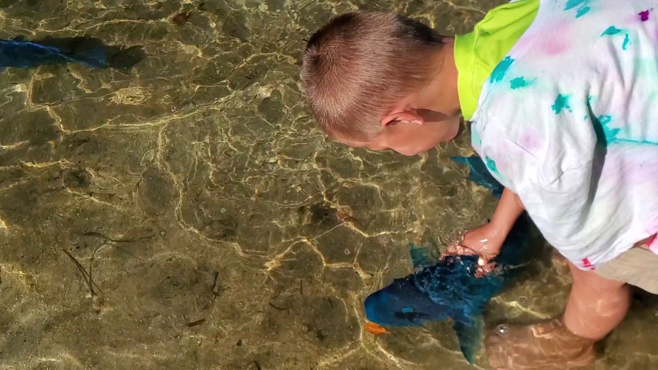 Parrot Fish Letting Us Pet Them- Theater Of The Sea Fl Keys - YouTube