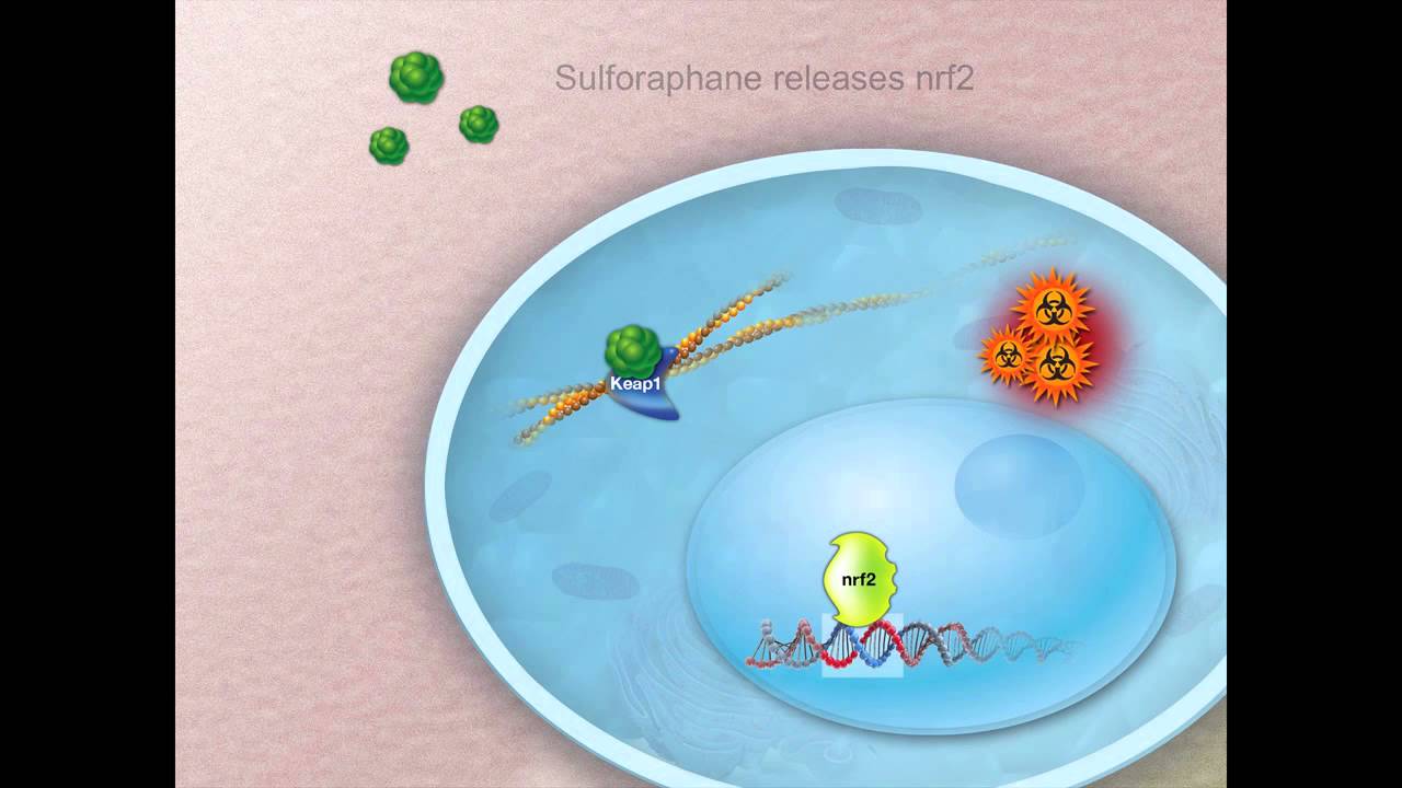 How Broccoli Changes Your DNA Function and Protects Your Cells - YouTube