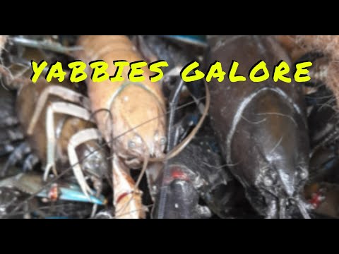 Yabby Hunting on the River Murray. Camping on the Murray River, catch ...