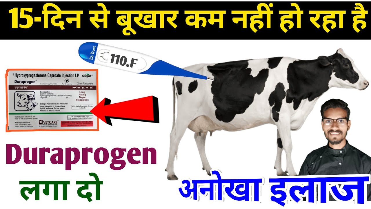 15 दिन से पशु का तापमान कम नहीं हो रहा है | Duraprogen लगाओ |पशुओं को ...