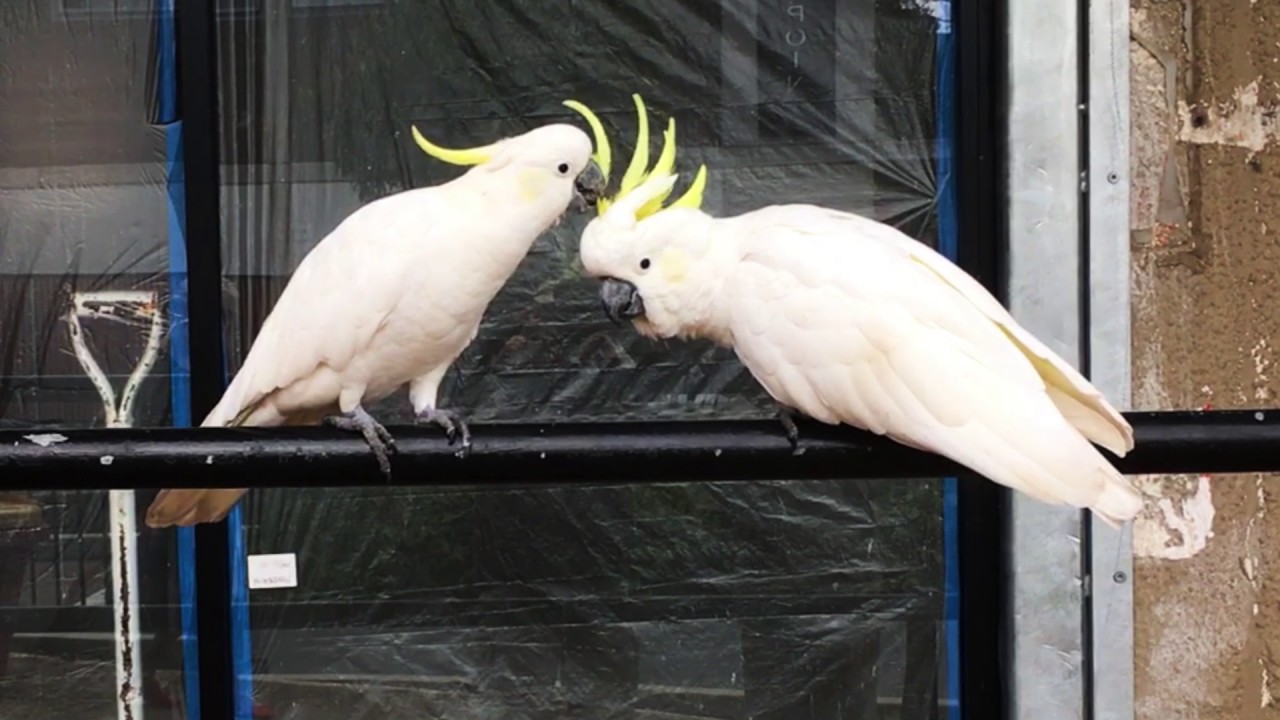Sulphur Crested Cockatoo's preening each other - YouTube