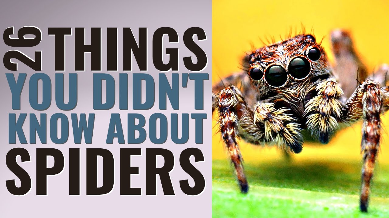 26 Fascinating Facts About Spiders You Need to Know! - YouTube