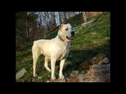 AZERBEYCAN KÖPEĞİ (QURDBASAR)
