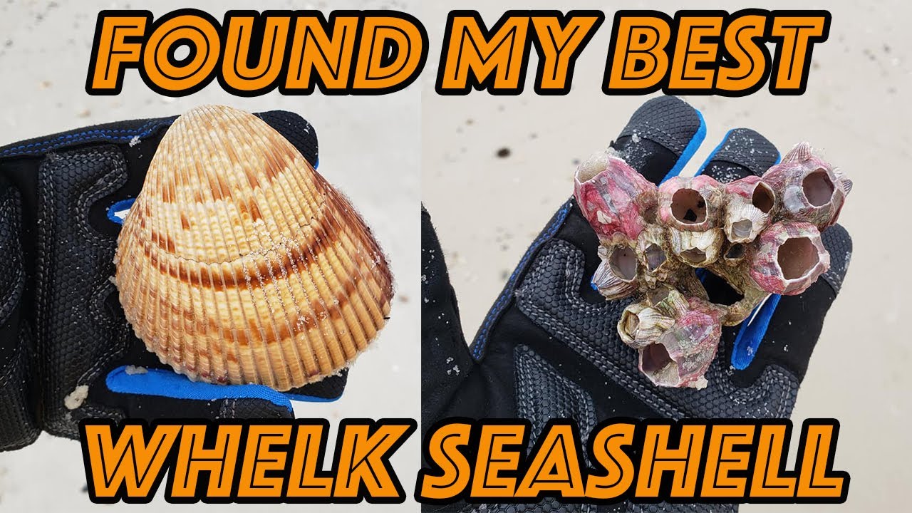 Looking For Seashells In Orange Beach AL / Found My Biggest Whelk Ever ...
