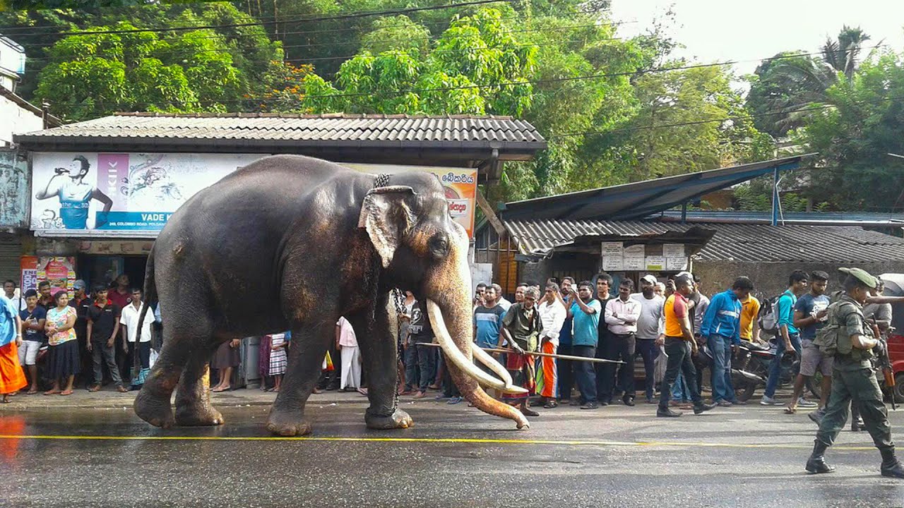 Nadungamuwa Raja Passing the City of Kadugannawa ~ Raja's Seven Day ...