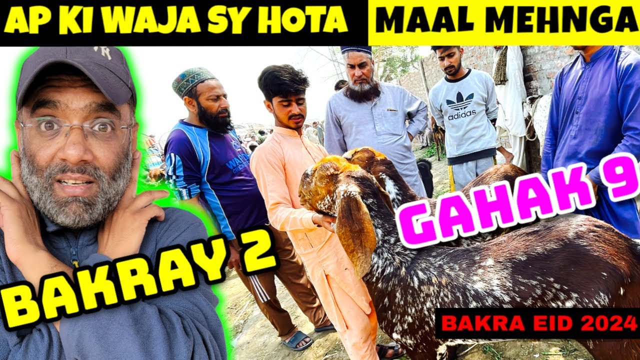 BAKRAY 2 GAHAK 9 🔥 SHAHPUR KANJRA | LAHORE BAKRA MANDI PAKISTAN | SHAUK ...