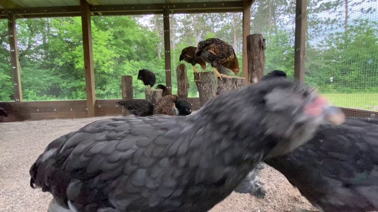 Pine Tree Lane Hens - Chicks Eleven Weeks Old - YouTube