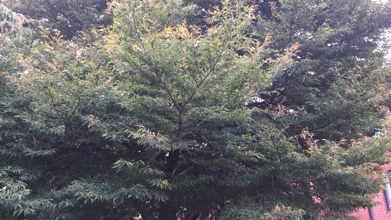Fern-leaved Beech - tree - September 2018 - YouTube
