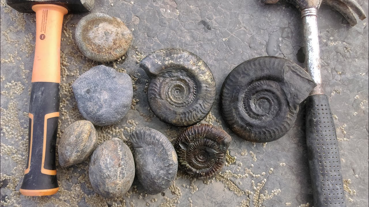 Fossil Hunting Yorkshire - YouTube