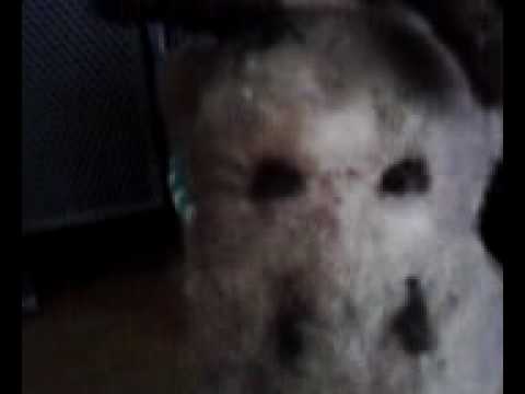 The Screaming Moose - YouTube