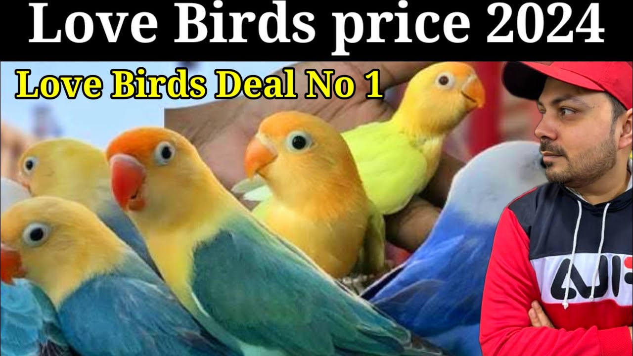 love birds price in lahore 2024 || Deal No 1 || Welcome Aviary official - YouTube