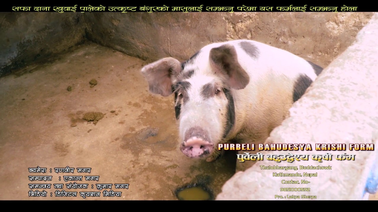 Pig Farm In Nepal, Good Krishi farm राम्रो आम्दनीको लागि बङ्गुर पालन ...