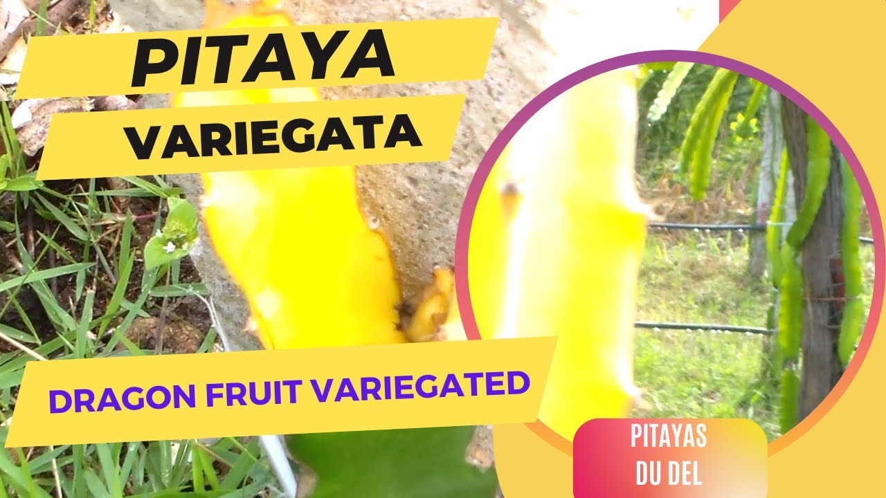 PITAYA VARIEGATA DRAGON FRUIT VARIEGATED #tropicalfruit - YouTube