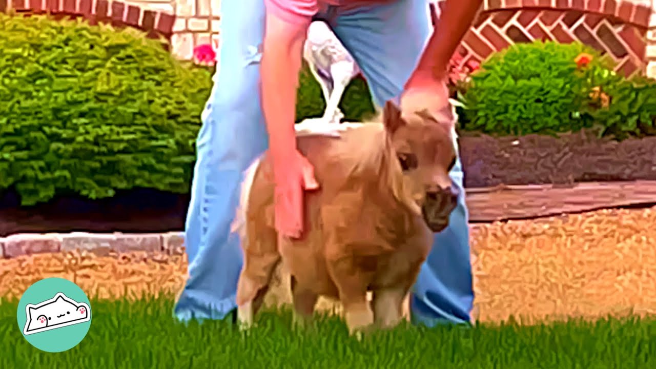 Family Just Couldn't Leave Dwarf Foal in Those Conditions | Cuddle Farm ...