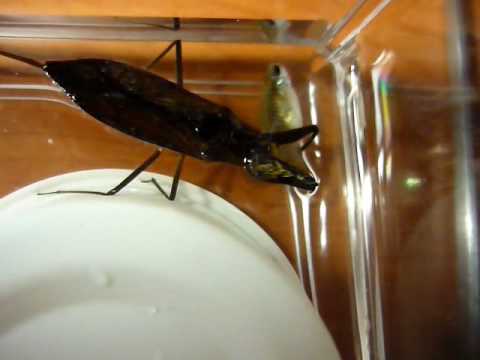 Water scorpion eating guppy - YouTube