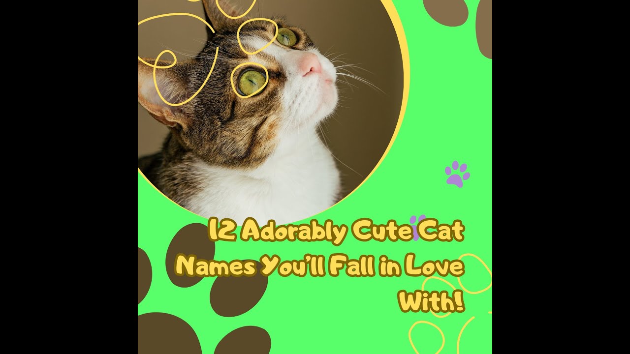 12 Adorably Cute Cat Names You'll Fall in Love With - YouTube
