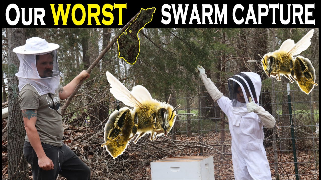 Our WORST Honeybee SWARM Capture EVER! - YouTube