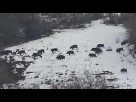Karda domuz avı / Wild Boar Hunting in the Snow