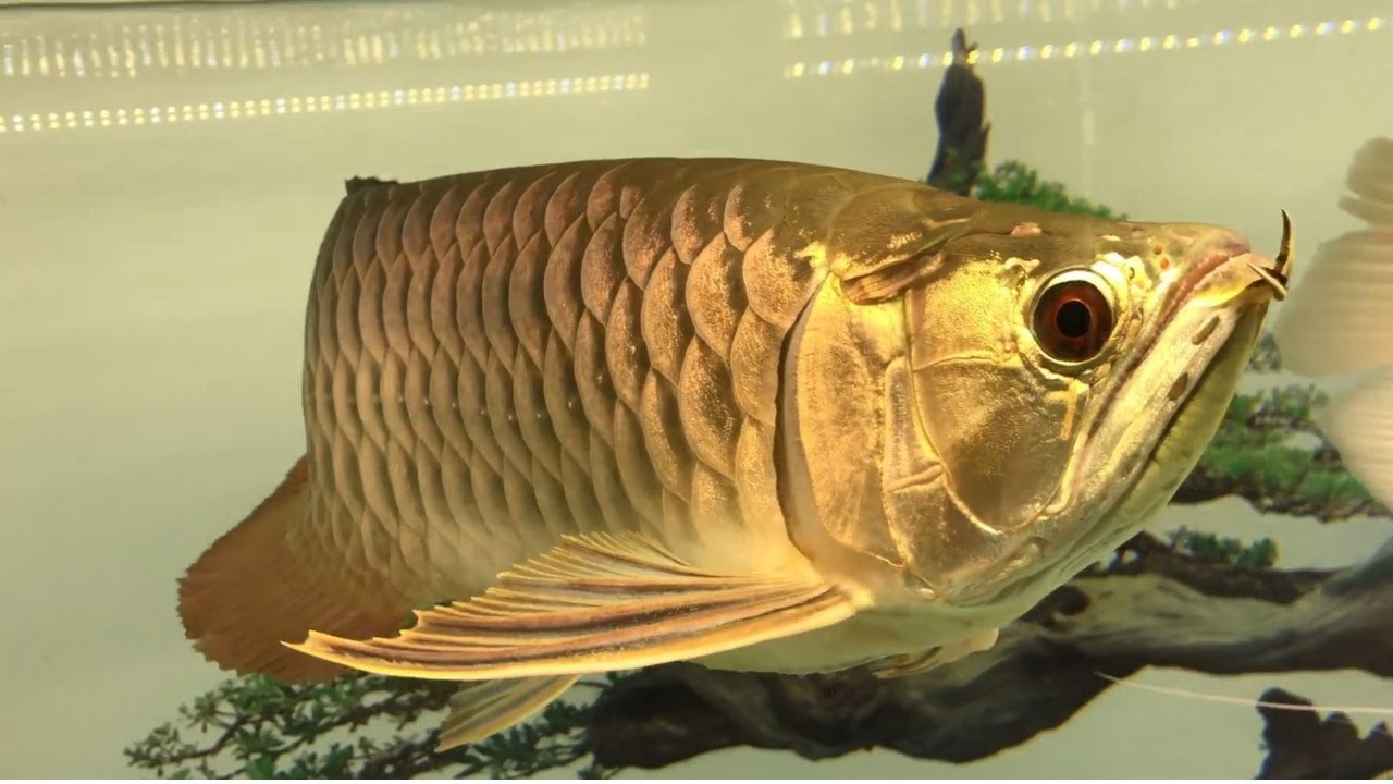 3 Beautiful high back golden arowana fish super | Malaysian gold ...