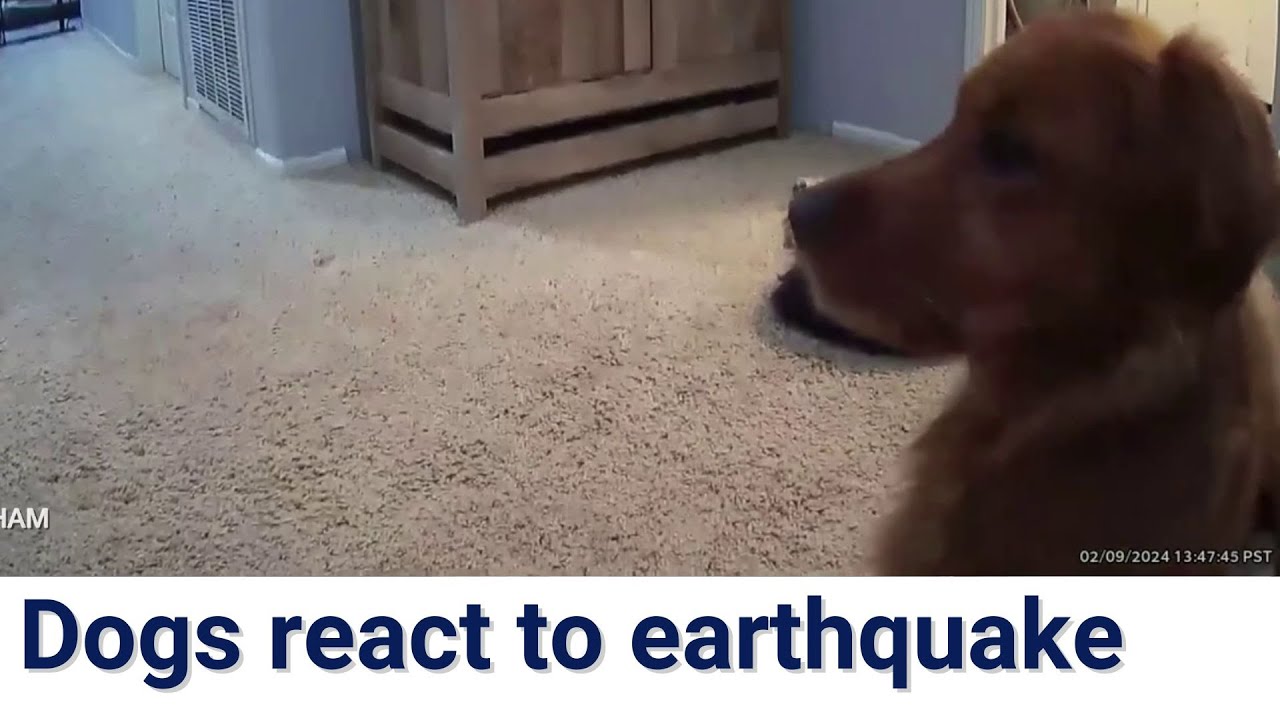 Dogs in Oxnard react to California earthquake - YouTube